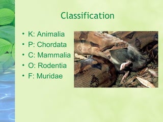 Rodents | PPT