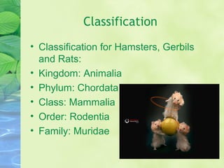 Rodents | PPT