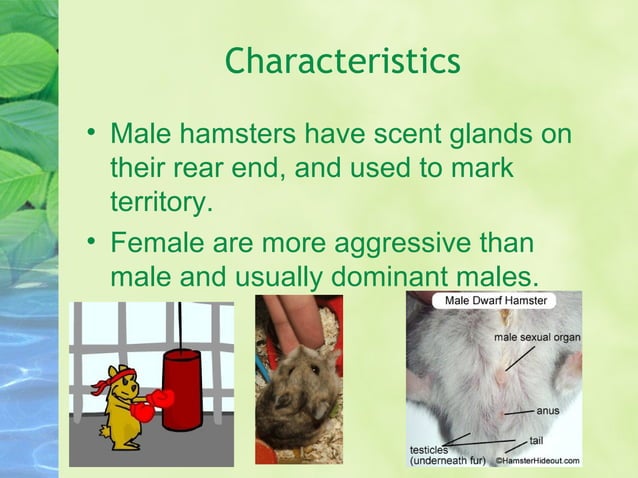 Rodents | PPT