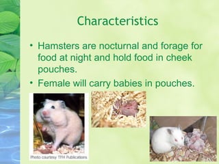 Rodents | PPT