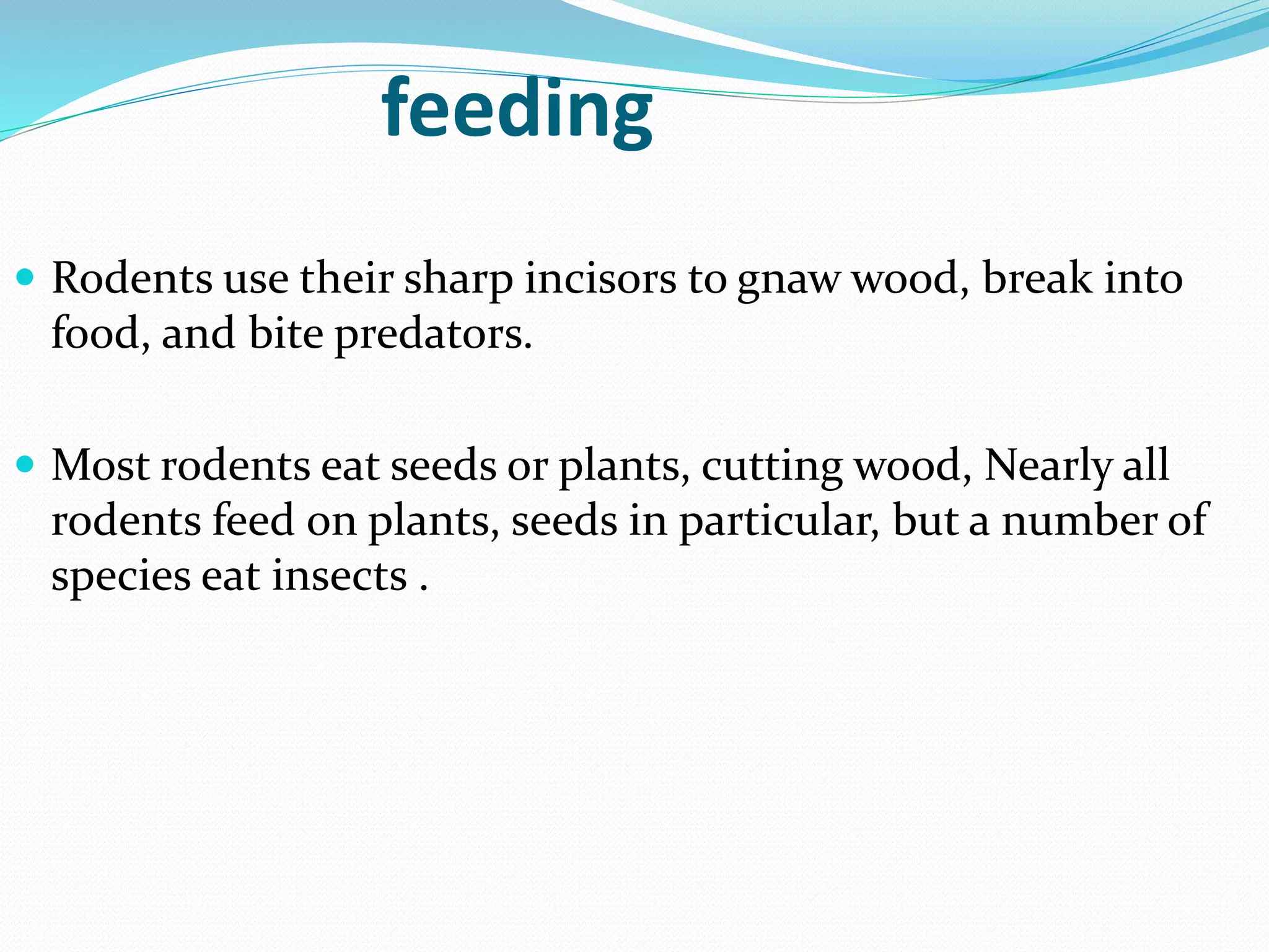 Rodents.ppt