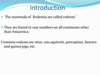 Rodents.ppt