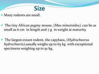 Rodents.ppt
