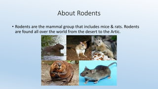 Rodents | PPTX