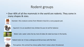 Rodents | PPT