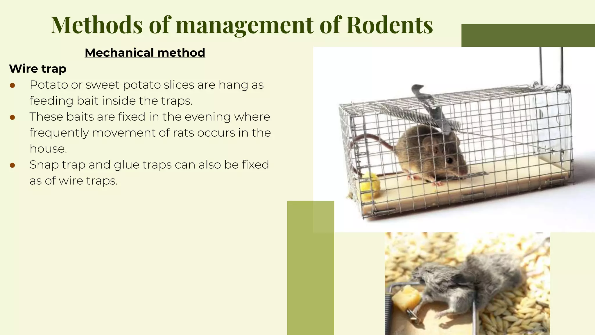 Rodents , their Characteristics, Types and Control Measures | PPTX