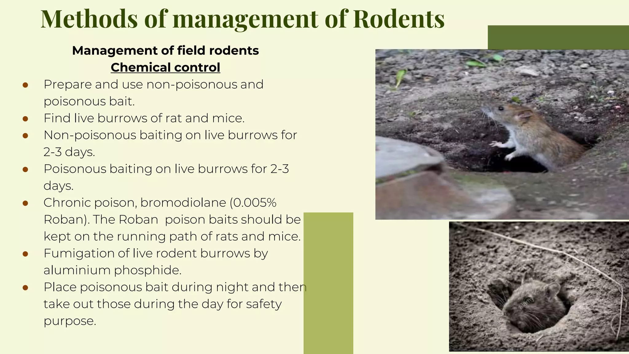Rodents , their Characteristics, Types and Control Measures | PPTX