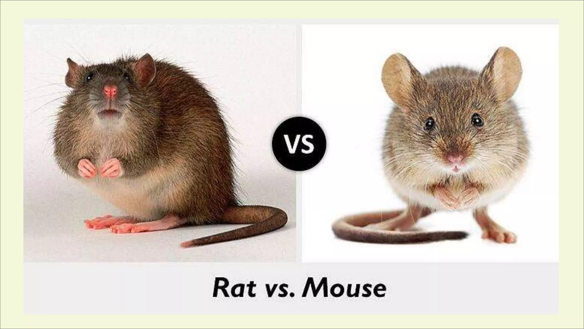 Rodents , their Characteristics, Types and Control Measures | PPTX