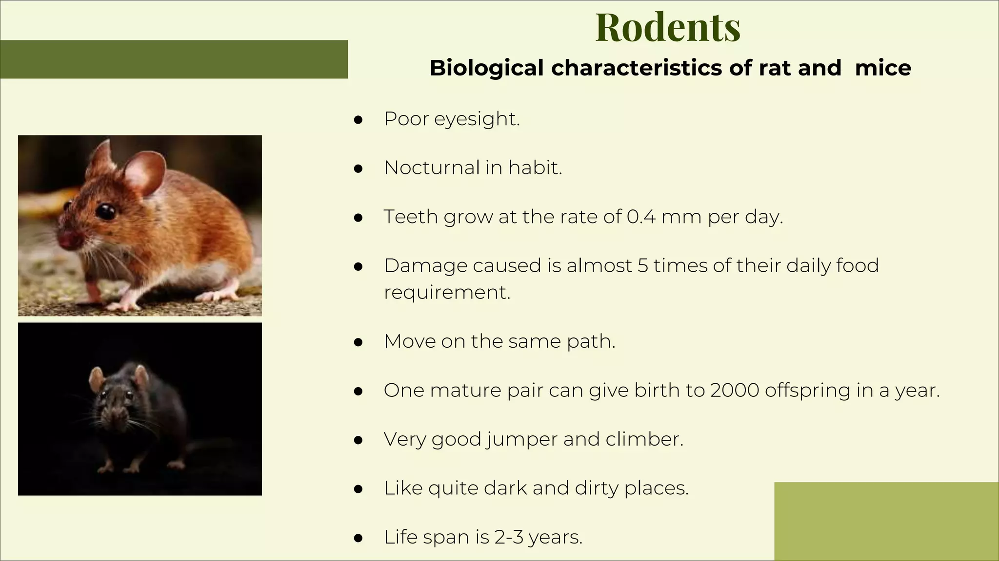 Rodents , their Characteristics, Types and Control Measures | PPTX