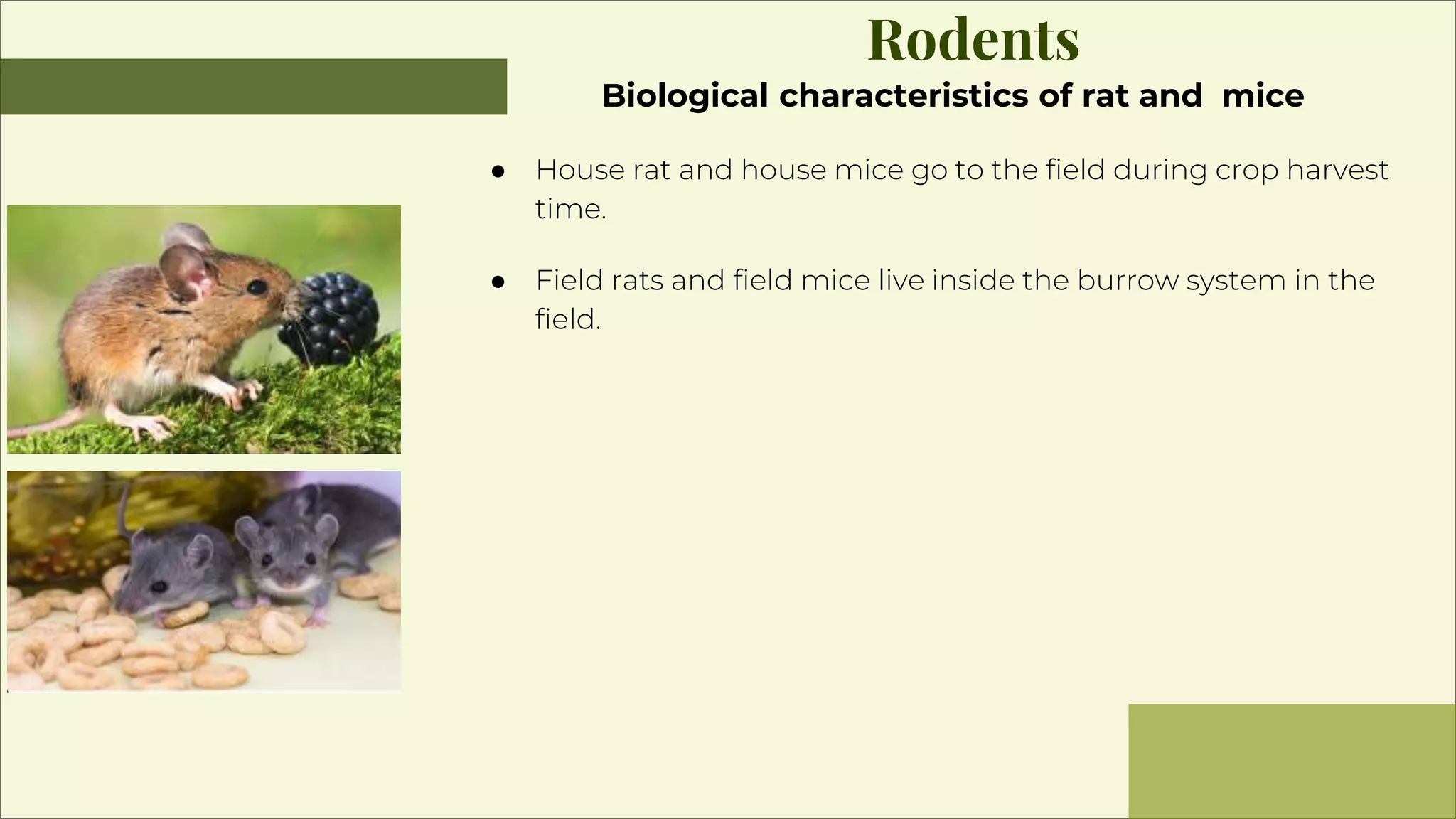 Rodents , their Characteristics, Types and Control Measures | PPTX