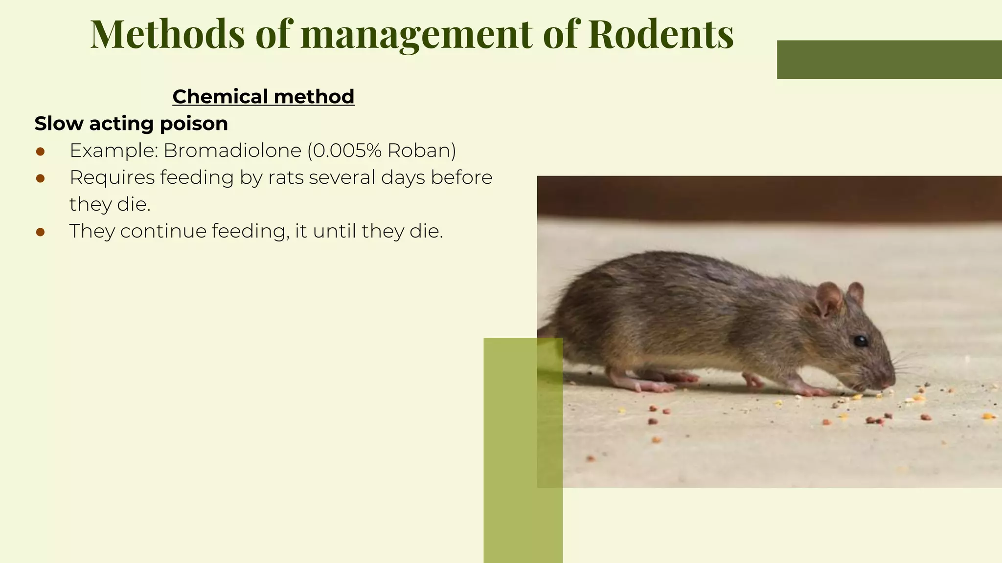 Rodents , their Characteristics, Types and Control Measures | PPTX