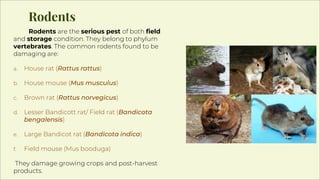 Rodents , their Characteristics, Types and Control Measures | PPTX