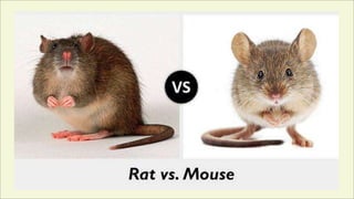 Rodents , their Characteristics, Types and Control Measures | PPTX