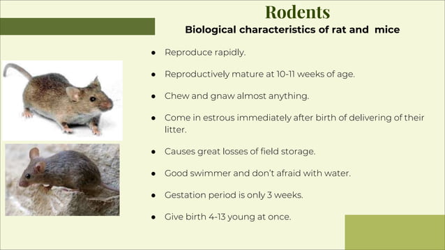 Rodents , their Characteristics, Types and Control Measures | PPTX