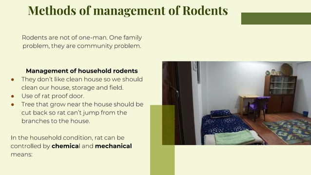 Rodents , their Characteristics, Types and Control Measures | PPTX