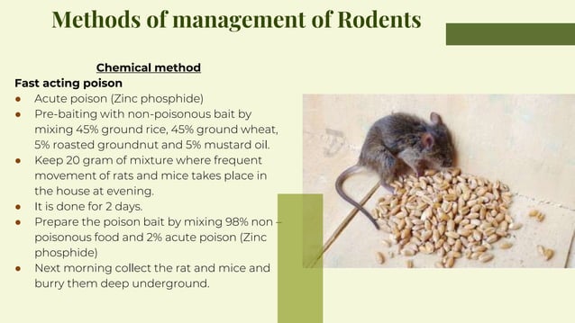 Rodents , their Characteristics, Types and Control Measures | PPTX