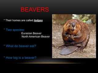 Rodents by nava | PPT