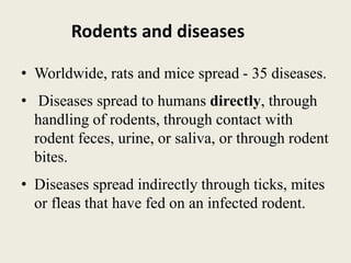 Rodents & disease.pptx