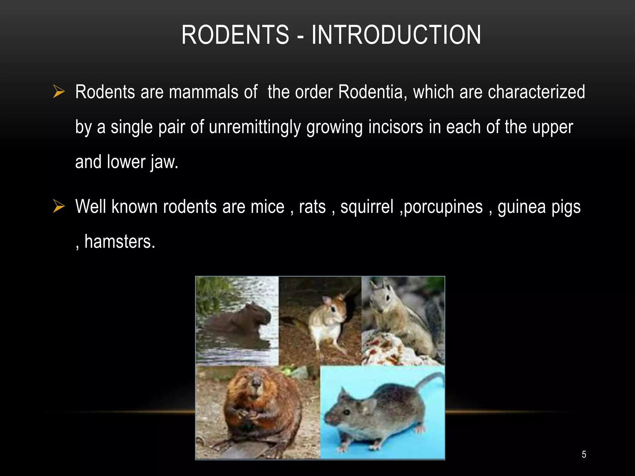 Rodents used in Drug Research | PPTX