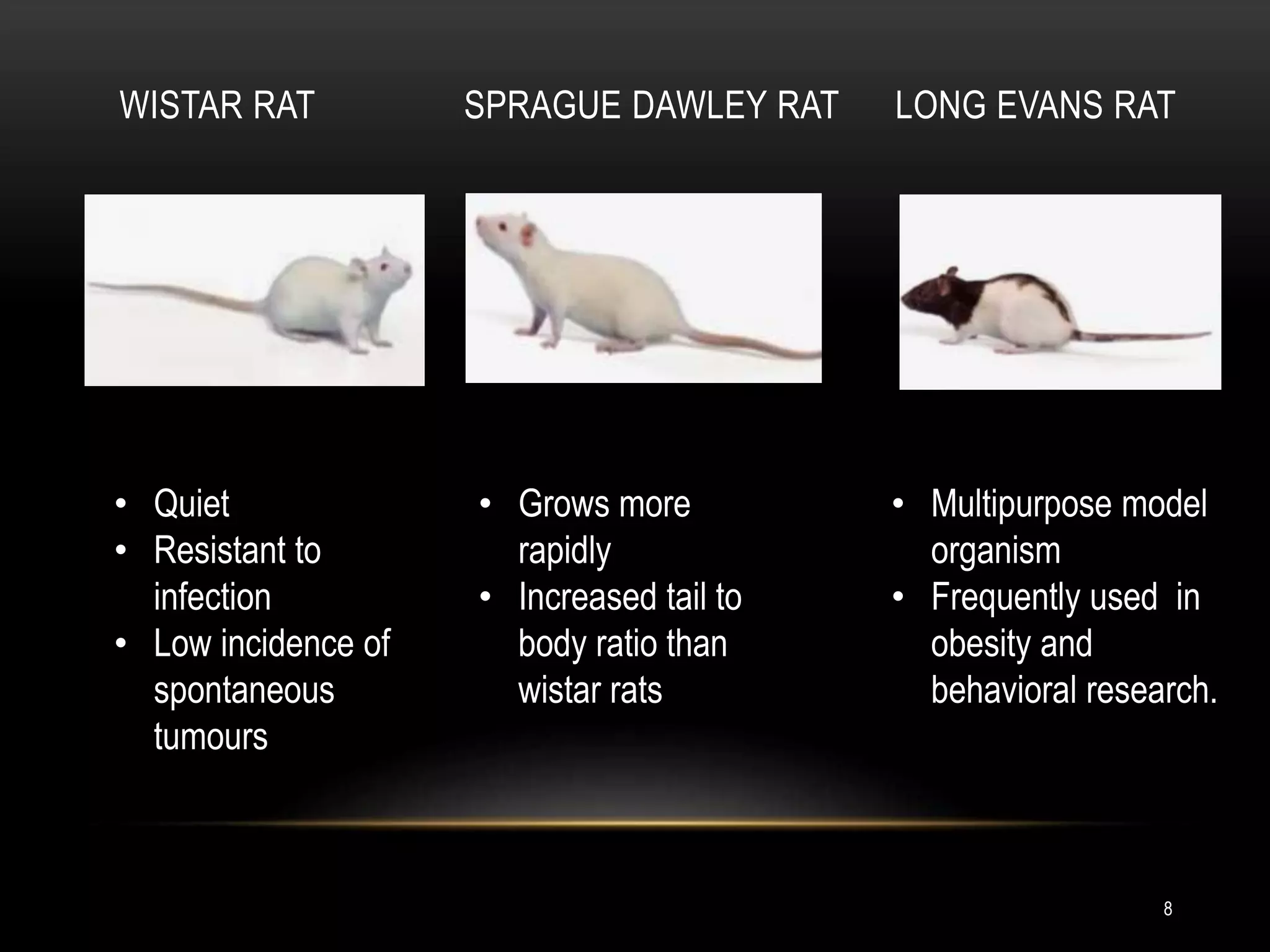 Rodents used in Drug Research | PPTX