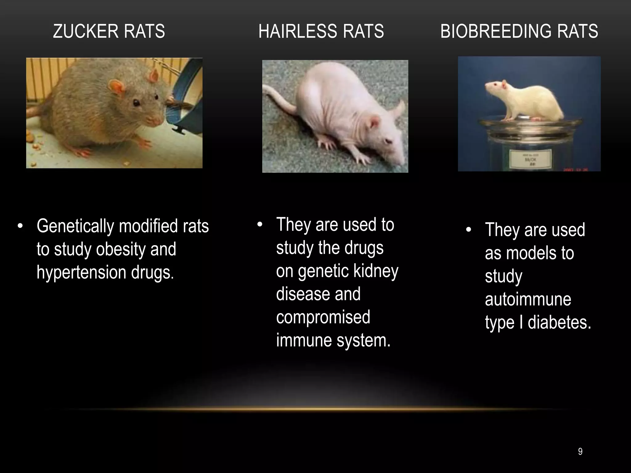 Rodents used in Drug Research | PPTX