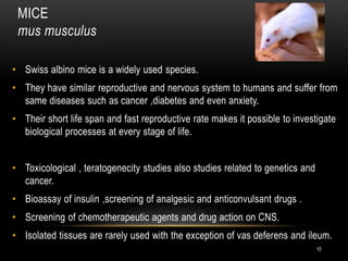Rodents used in Drug Research | PPTX