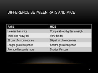Rodents used in Drug Research | PPTX