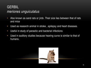 Rodents used in Drug Research | PPTX