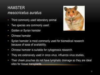 Rodents used in Drug Research | PPTX