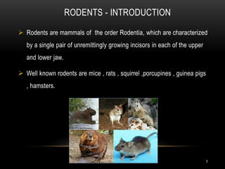 Rodents used in Drug Research | PPTX