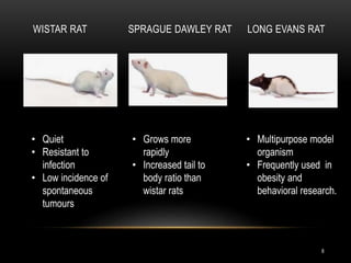 Rodents used in Drug Research | PPTX