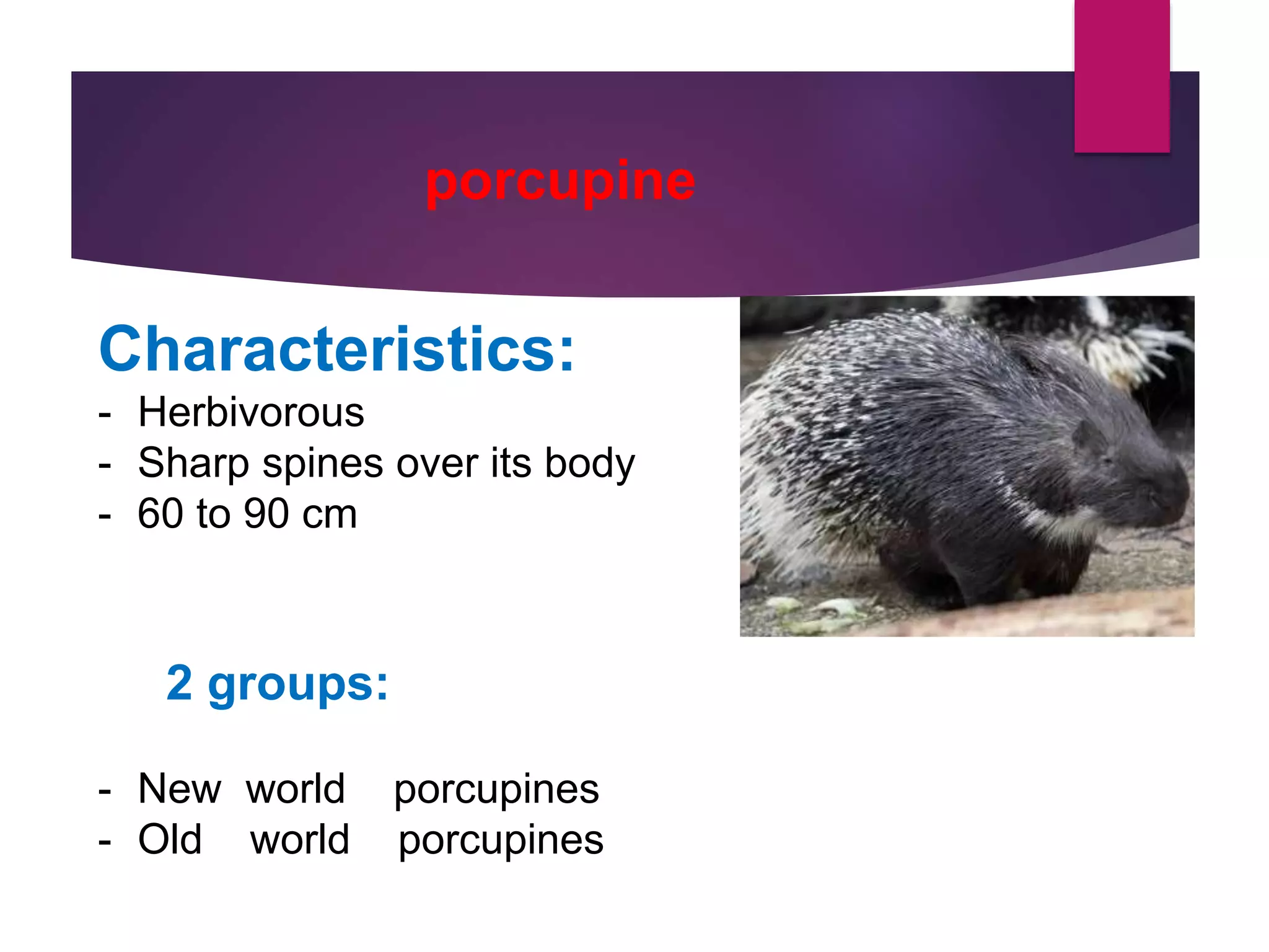 Rodents biology and classification | PPTX