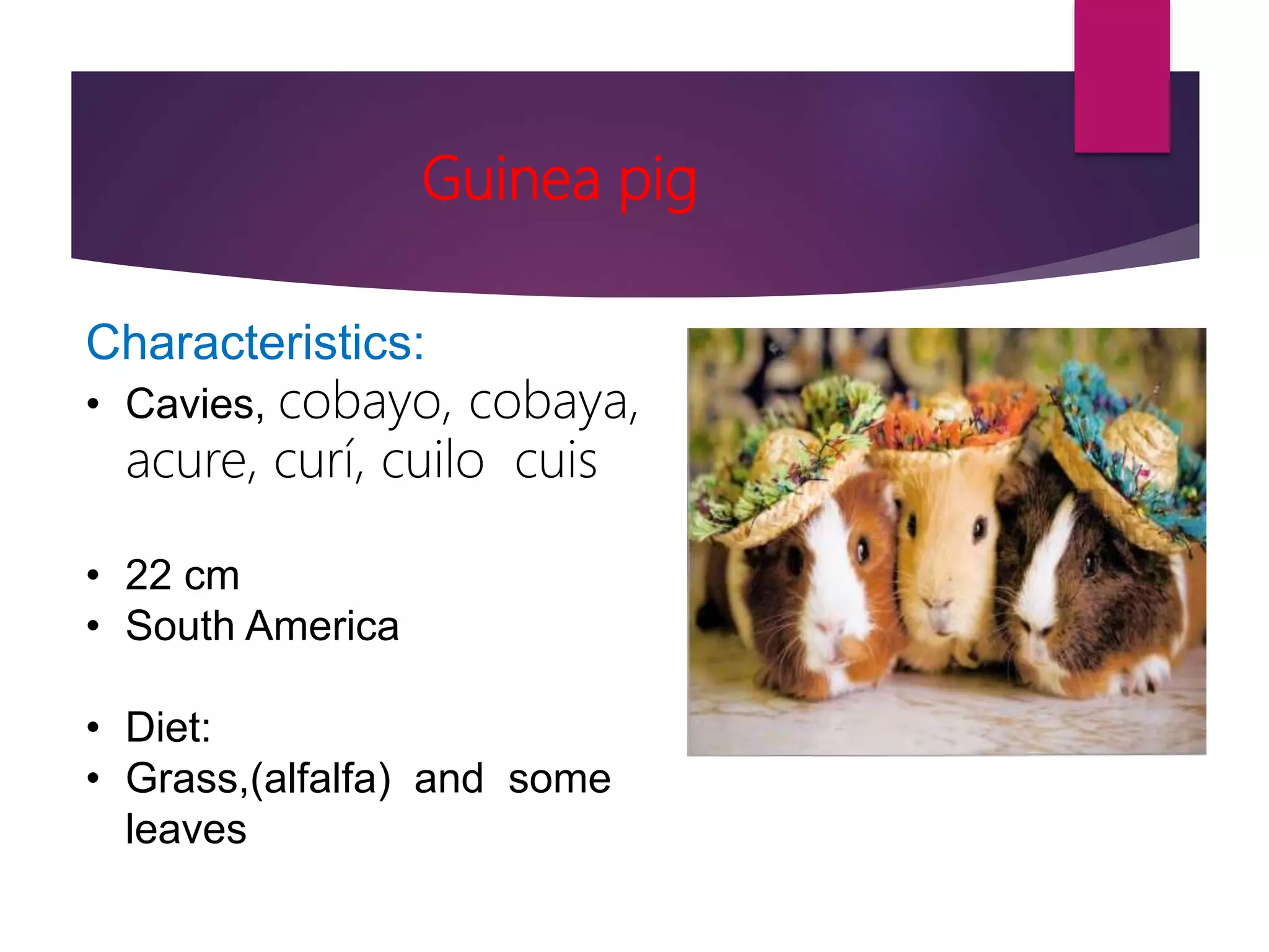 Rodents biology and classification | PPTX
