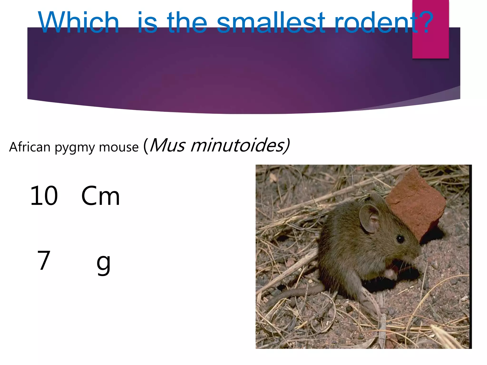 Rodents biology and classification | PPTX