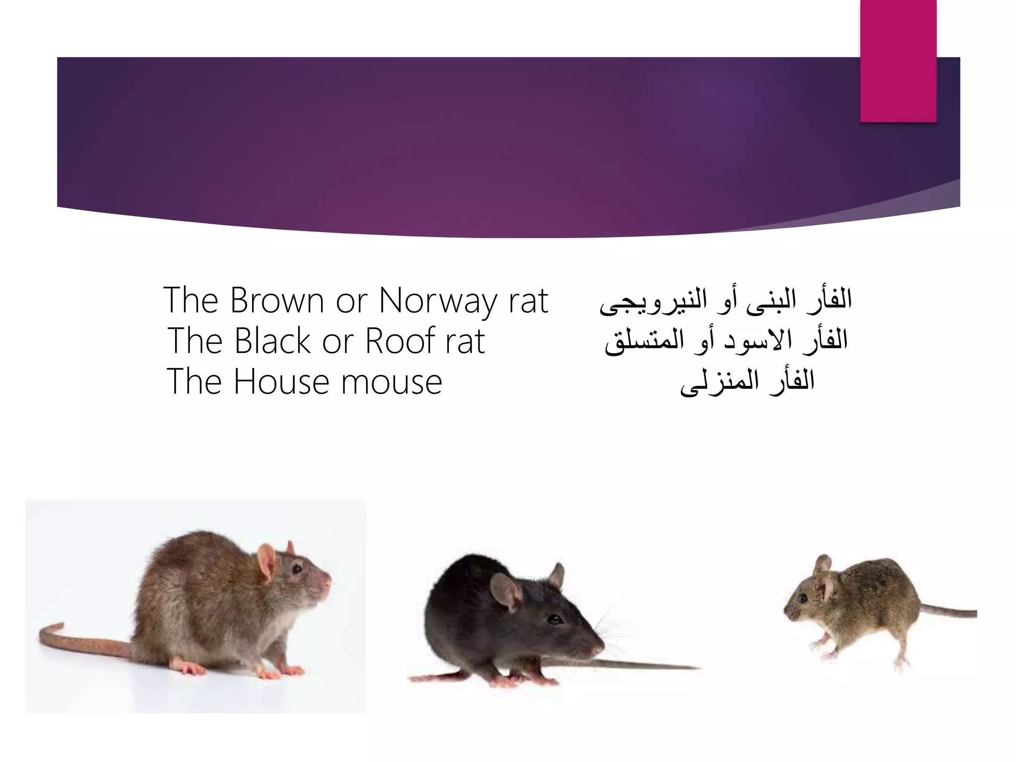 Rodents biology and classification | PPTX