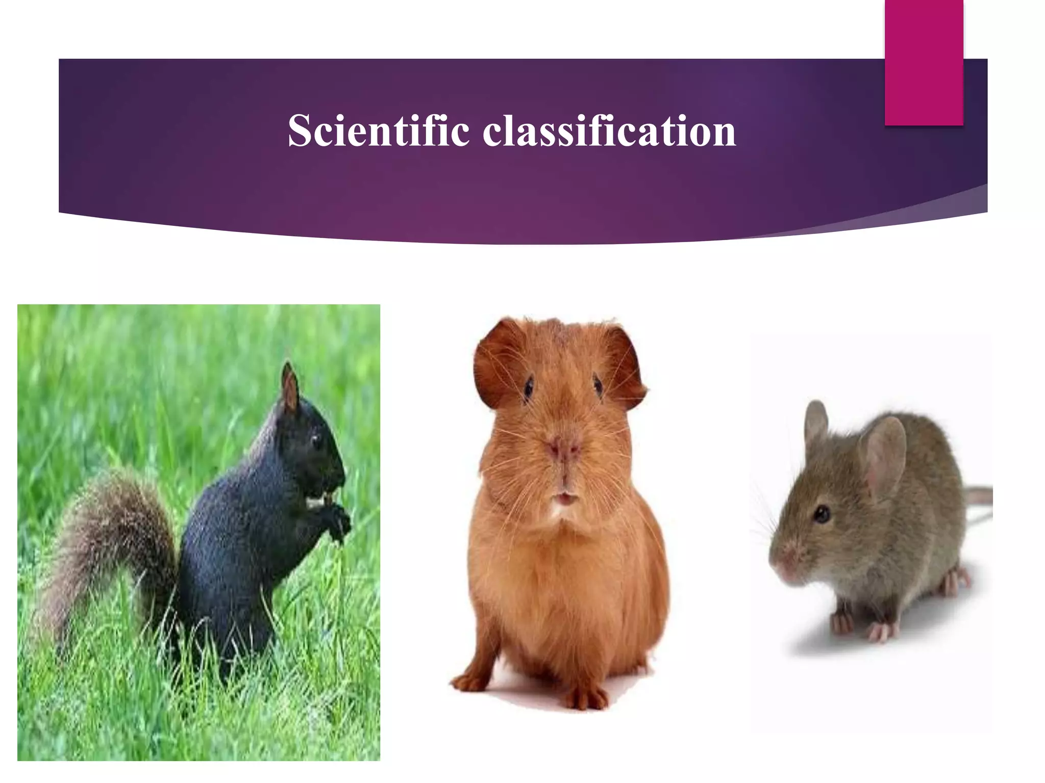Rodents biology and classification | PPTX