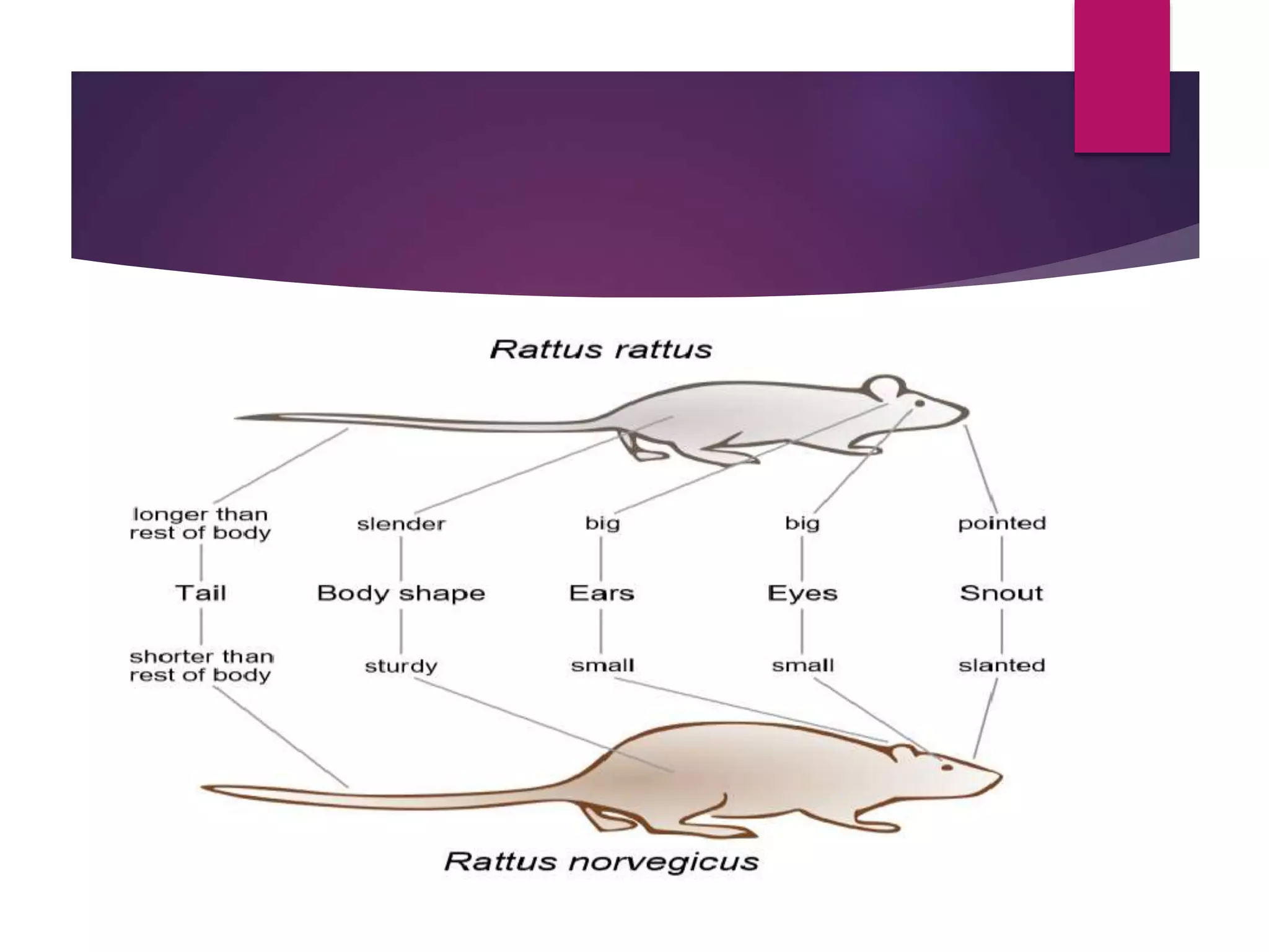 Rodents biology and classification | PPTX