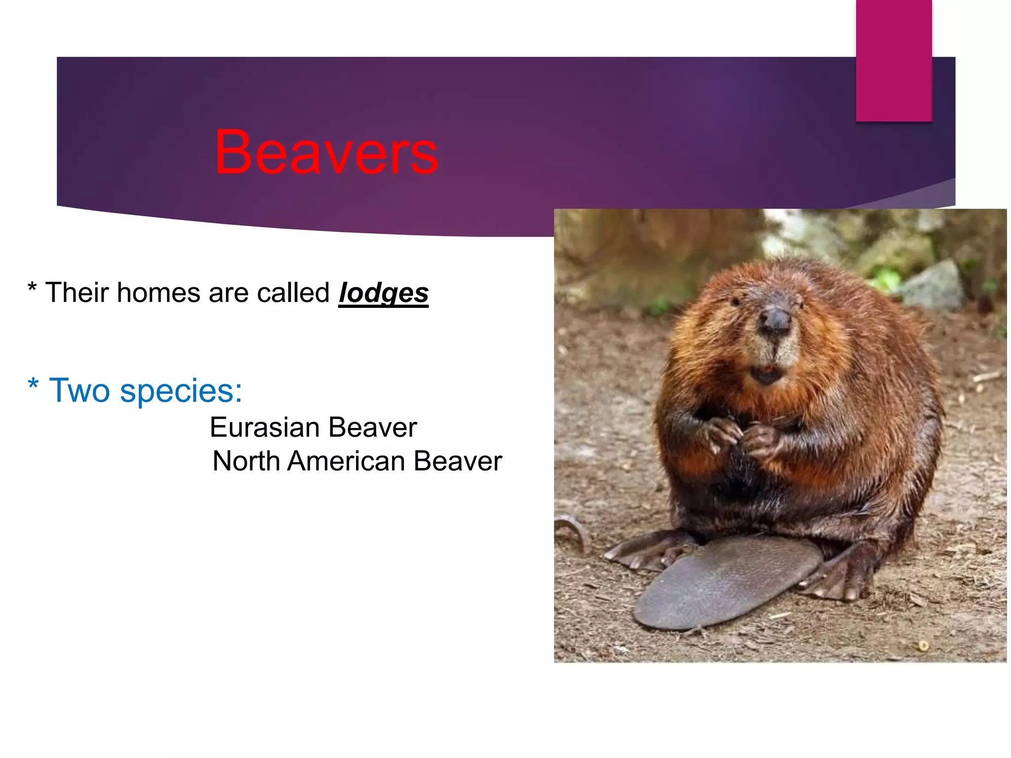 Rodents biology and classification | PPTX