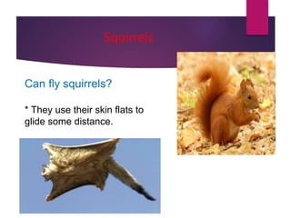 Rodents biology and classification | PPTX