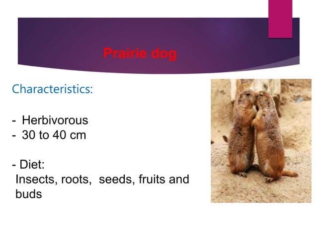 Rodents biology and classification | PPT