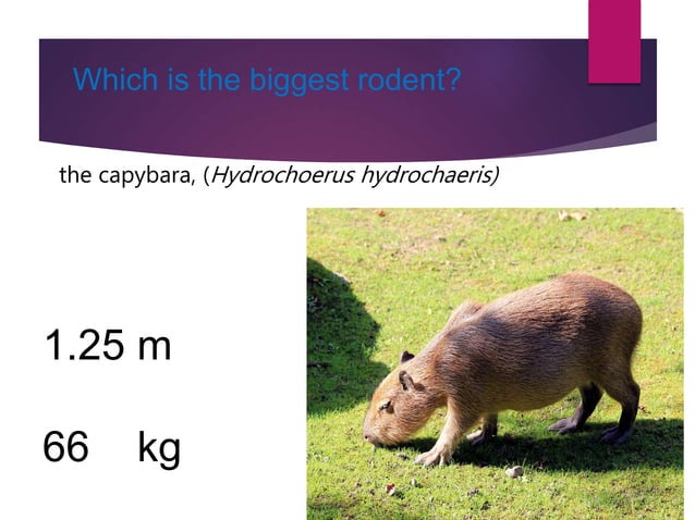 Rodents biology and classification | PPTX | Biological Sciences | Science