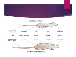 Rodents biology and classification | PPTX