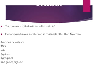 Rodents biology and classification | PPTX