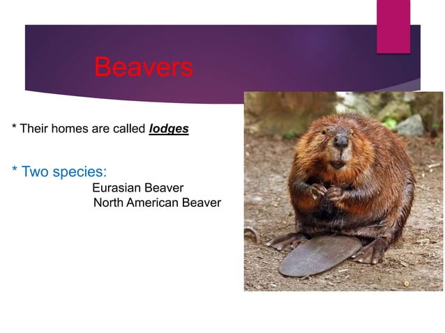 Rodents biology and classification | PPTX | Biological Sciences | Science