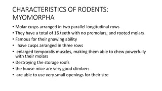 Rodents types and characteristics, damage and losses by rodents, signs ...