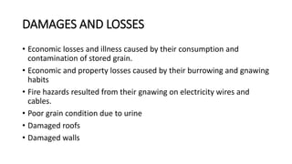 Rodents types and characteristics, damage and losses by rodents, signs ...