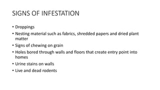 Rodents types and characteristics, damage and losses by rodents, signs ...