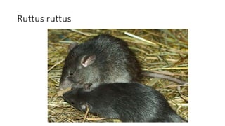 Rodents types and characteristics, damage and losses by rodents, signs ...