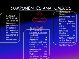 Rodilla | PPT