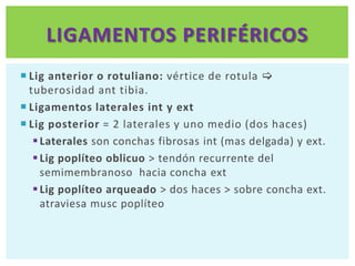 Rodilla | PPTX